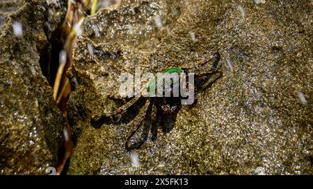 Charybdis feriata ( Rajungan karang, Crucifix Crab, Crucifix Swimming ...