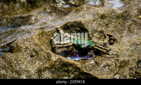 Charybdis feriata ( Rajungan karang, Crucifix Crab, Crucifix Swimming ...