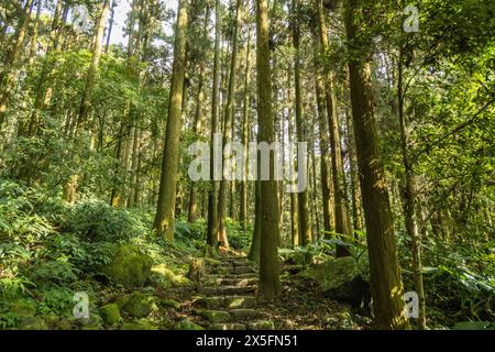 Trekking in the forest on the Fenrui Historic Trail, Fenqihu, Chiayi ...