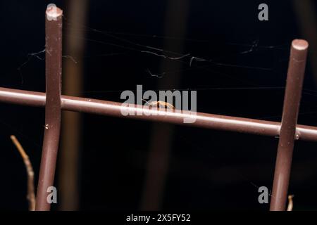 Dalopius marginatus Family Elateridae Genus Dalopius Click beetle wild ...