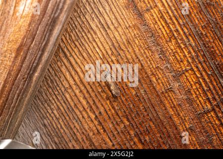 Hydropsyche pellucidula Family Hydropsychidae Genus Hydropsyche Net ...