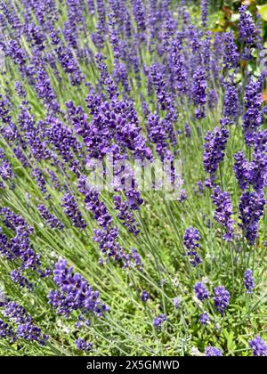 Lavendel Feld mit Lila Blüten in der Provence Stock Photo - Alamy