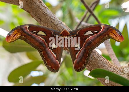 an adult brown atlas moth insect, the largest moth species, spreading ...