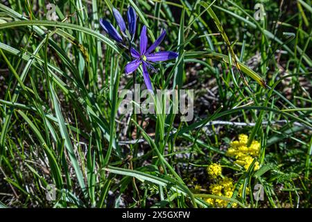 Common Lomatium - Spring Gold (Lomatium utriculatum),Drumbeg Provincial ...