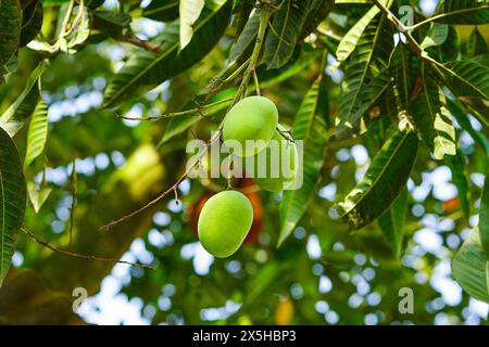 raw mango hanging on tree with leaf background in summer fruit garden ...