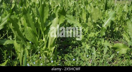 common chicory salad plant scientific name Cichorium intybus Stock ...
