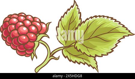 Raspberry Branch Colored Detailed Illustration Stock Vector Image & Art ...