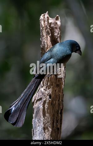 Small birds in Ma Da forest in Vinh Cuu district, Dong Nai province ...