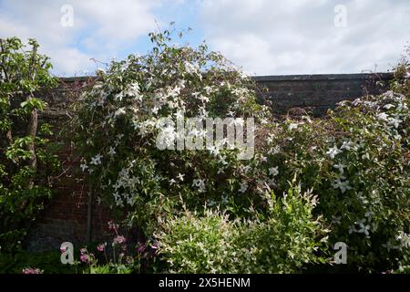 Mountain clematis ( Clematis montana) in full leaf during the summer ...