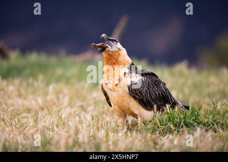 Bearded vulture (Gypaetus barbatus), also known as the lammergeier or ...