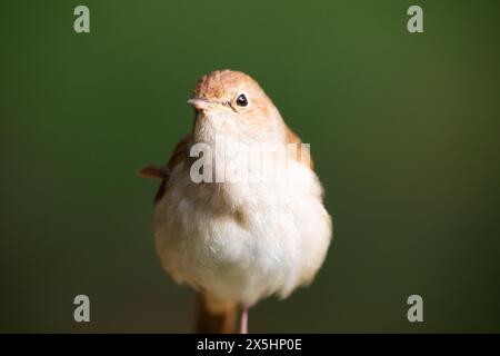 Nightingale (Luscinia megarhynchos). Photographed at Solsona, Spain ...
