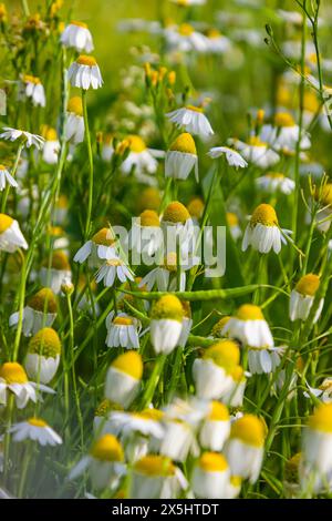 Chamomile (Matricaria recutita), blooming spring flowers on a blue ...