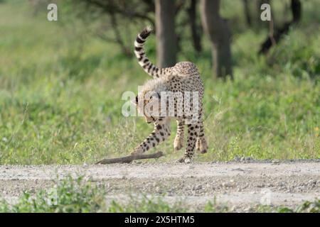 Africa, Tanzania. A young cheetah plays with a stick Stock Photo - Alamy
