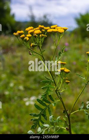 TANCY or TANACETUM VULGARE is a perennial flowering plant in the aster ...
