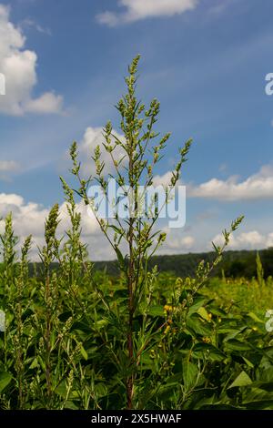 Chenopodium album, edible plant, common names include lamb's quarters ...