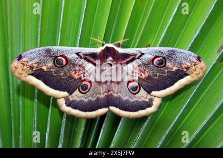 Close up of palm tree with a moth resting on one of its leaves ...
