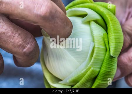 Unfolding lotus bud, Grand Palace, Bangkok, Thailand. Lotus bud white ...