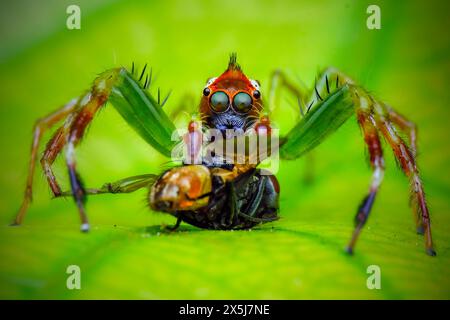 Mopsus mormon jumping spider with prey Stock Photo - Alamy