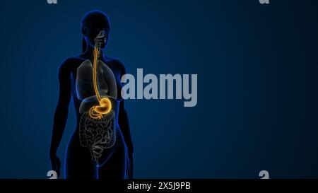 Highlighted stomach in the Female digestive system Stock Photo - Alamy
