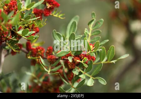 Mastic bush wild pistachio red flowering Stock Photo - Alamy
