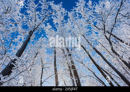 Canada, Manitoba, Grande Pointe. Fog and rime ice on winter trees Stock ...