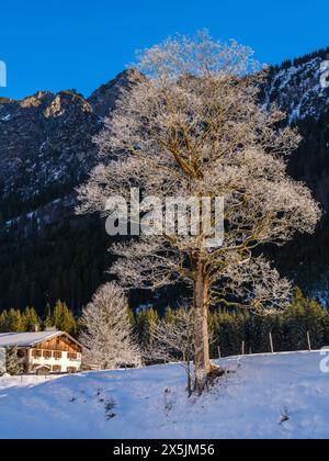 Sycamore maple, Allgäu Alps, near Oberstdorf, Allgäu, Bavaria, Germany ...