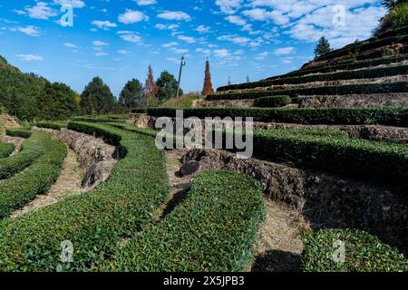 Tea plantation at Tianluokeng, Fujian Tulou, rural dwelling of the ...