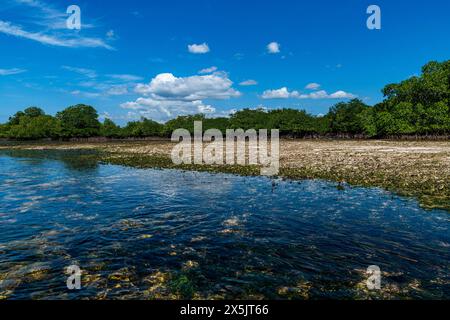 Swamps in Grande Santa Cruz Island, Zamboanga, Mindanao, Philippines ...