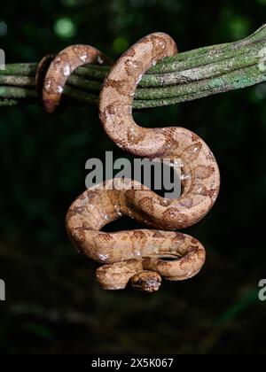 Tree Boa, Costa Rica, Central America Stock Photo - Alamy