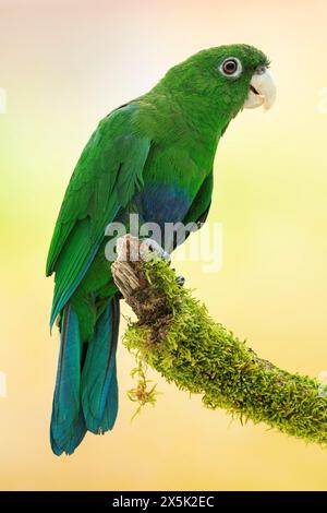 blue-bellied parrot or purple-bellied parrot, Triclaria malachitacea ...