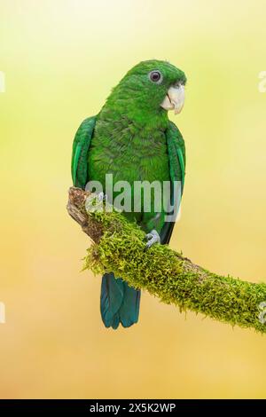 blue-bellied parrot or purple-bellied parrot, Triclaria malachitacea ...