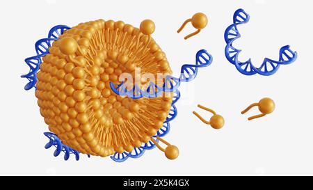 3d rendering of DNA helixes conjugated liposomes as DNA-Liposome ...
