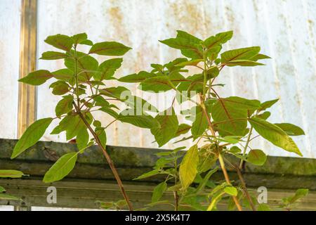 Saint Gallen, Switzerland, December 7, 2023 Anthurium Digitatum plant ...