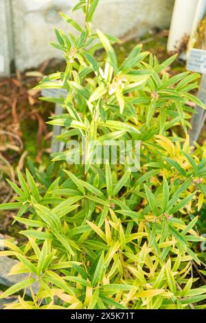 Sarcococca hookeriana, Himalayan sweet box Stock Photo - Alamy