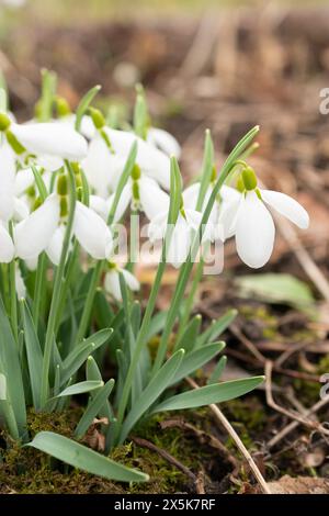 Saint, Gallen, Switzerland, February 10, 2024 Begonia Acida plant at ...