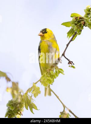 American goldfinch perched on a branch Stock Photo - Alamy