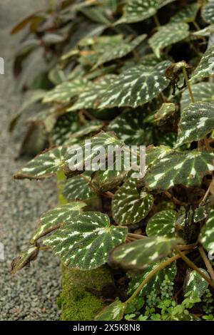 Saint, Gallen, Switzerland, February 10, 2024 Begonia Acida plant at ...