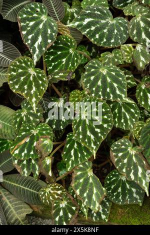 Saint, Gallen, Switzerland, February 10, 2024 Begonia Acida plant at ...