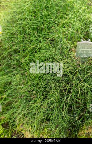 dwarf horsetail (Equisetum scirpoides Stock Photo - Alamy