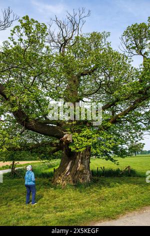 300-year-old sweet chestnut tree with a trunk circumference of over 7 ...