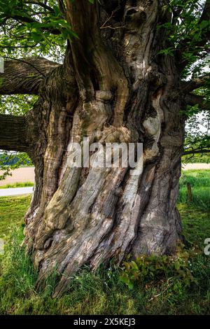 300-year-old sweet chestnut tree with a trunk circumference of over 7 ...