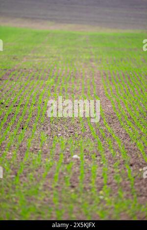 Rows of small seedlings growing in furrows in soil, water hoses laid ...
