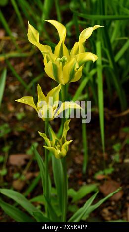 Flower yellow Tulip closeup Stock Photo - Alamy