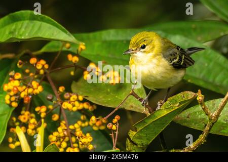 Costa Rica, Arenal Observatory. bay-breasted warbler Stock Photo - Alamy