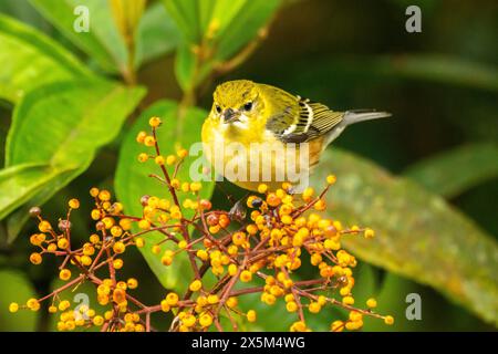 Costa Rica, Arenal Observatory. bay-breasted warbler Stock Photo - Alamy