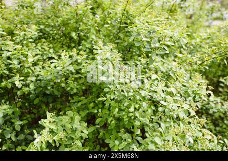 Unripe bush of flowers Spiraea Vanhouttei at park. Beautiful ornamental ...