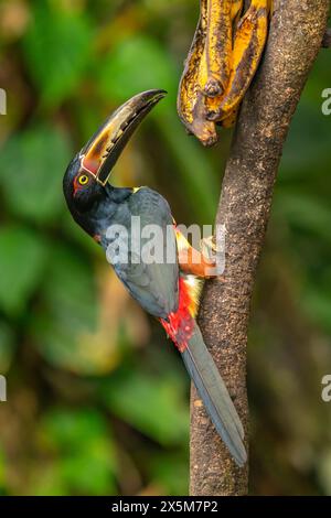 A close up of a Collared Aracari eating a plantain in Costa Rica Stock ...