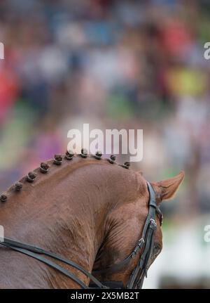 Braided horse with button braids Stock Photo - Alamy