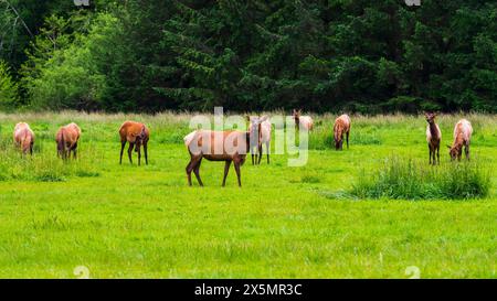 Roosevelt elk at Elk Prairie, Prairie Creek Redwoods State Park ...