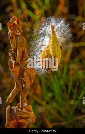 USA, Colorado, Fort Collins. Showy milkweed seed pods in autumn Stock ...